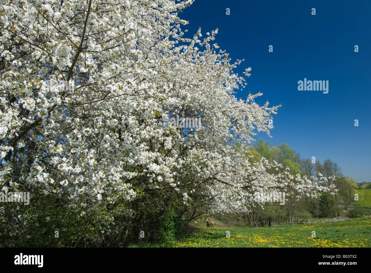 Blooming fruittrees in spring, germany Stock Photo - Alamy