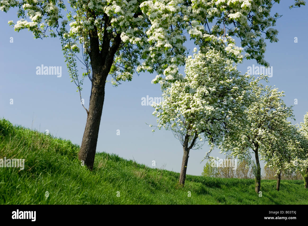 Blooming Fruit Trees on the wayside, Mecklenburg Vorpommern, Germany ...