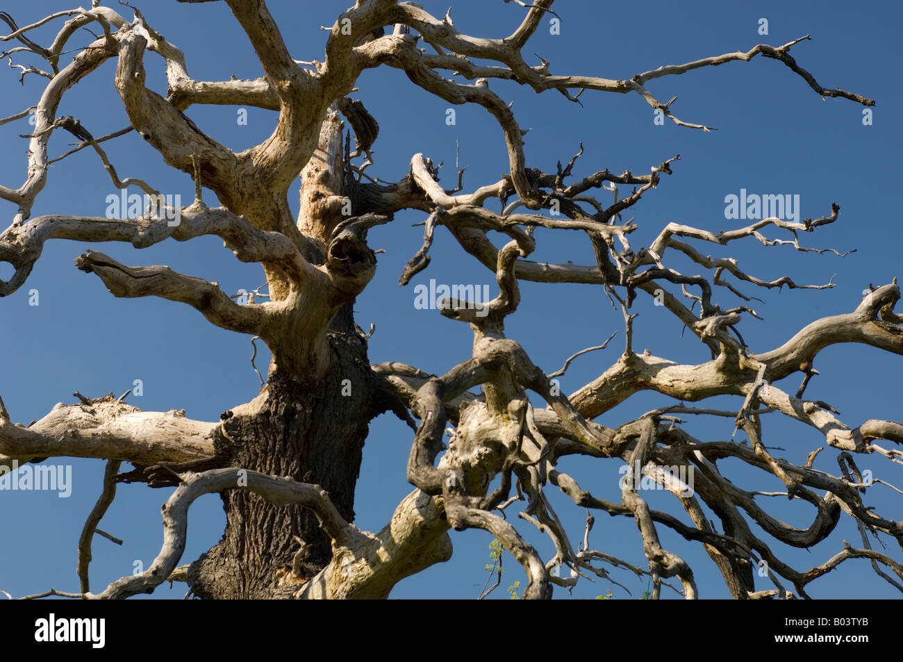 Dead oak tree hi-res stock photography and images - Alamy