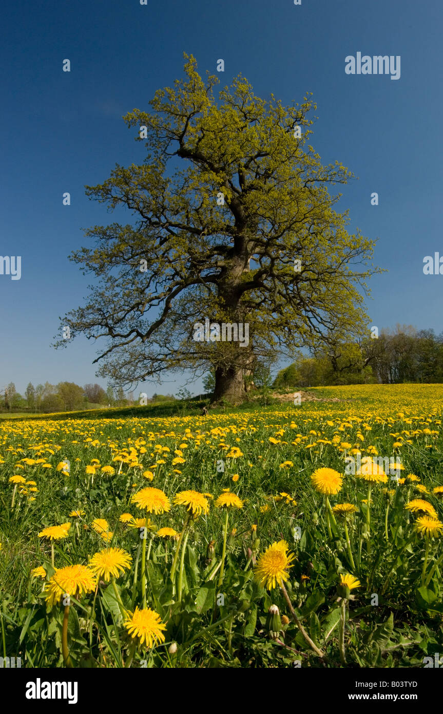 Dandelion like plants hi-res stock photography and images - Alamy