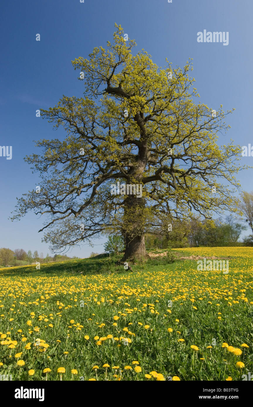 oak tree in dandelion meadow germany Stock Photo - Alamy