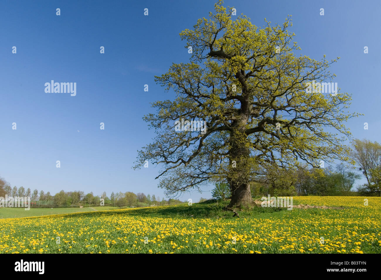 oak tree in dandelion meadow germany Stock Photo - Alamy