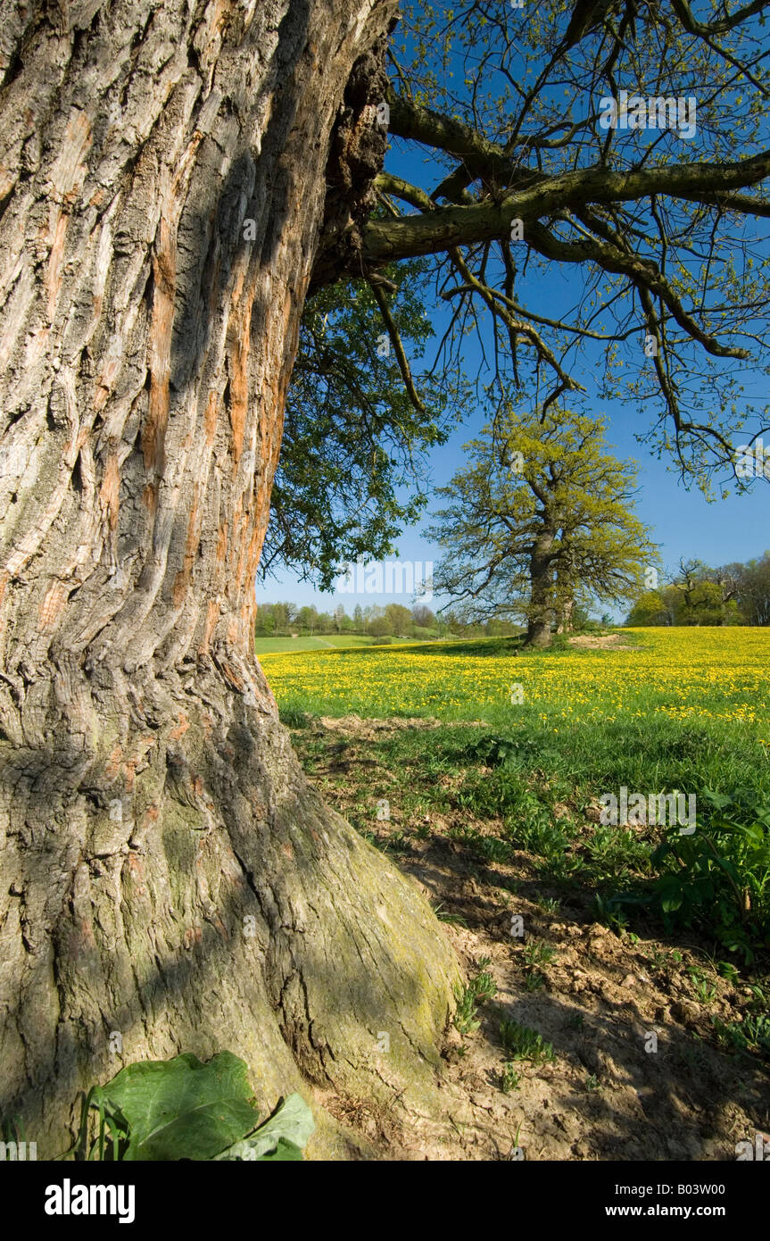oak tree in dandelion meadow germany Stock Photo - Alamy
