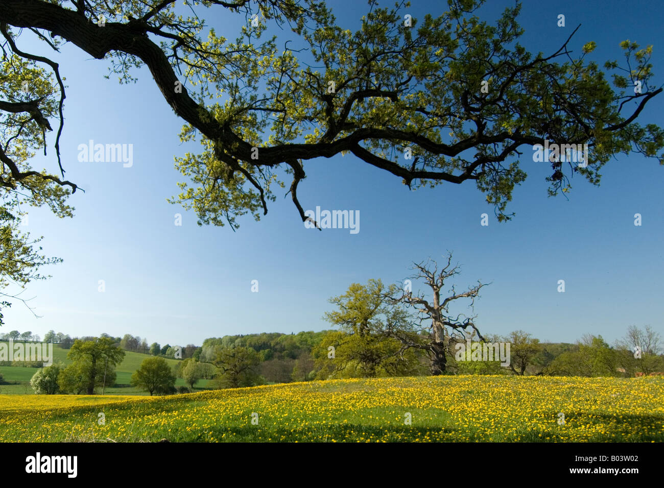oak tree in dandelion meadow germany Stock Photo - Alamy