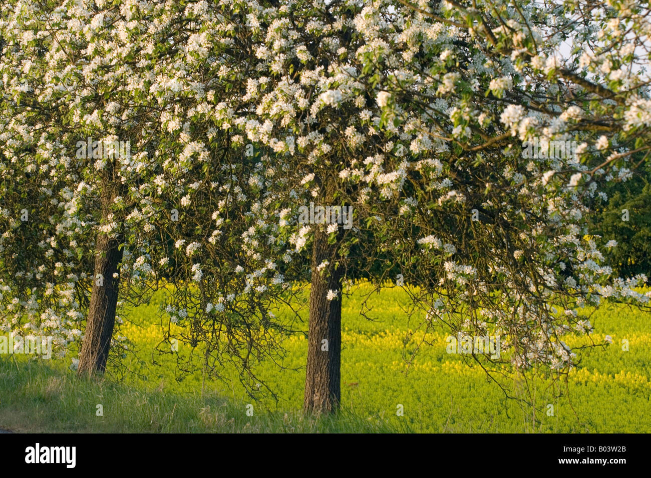 Bloomy Fruit Trees in Germany Stock Photo - Alamy