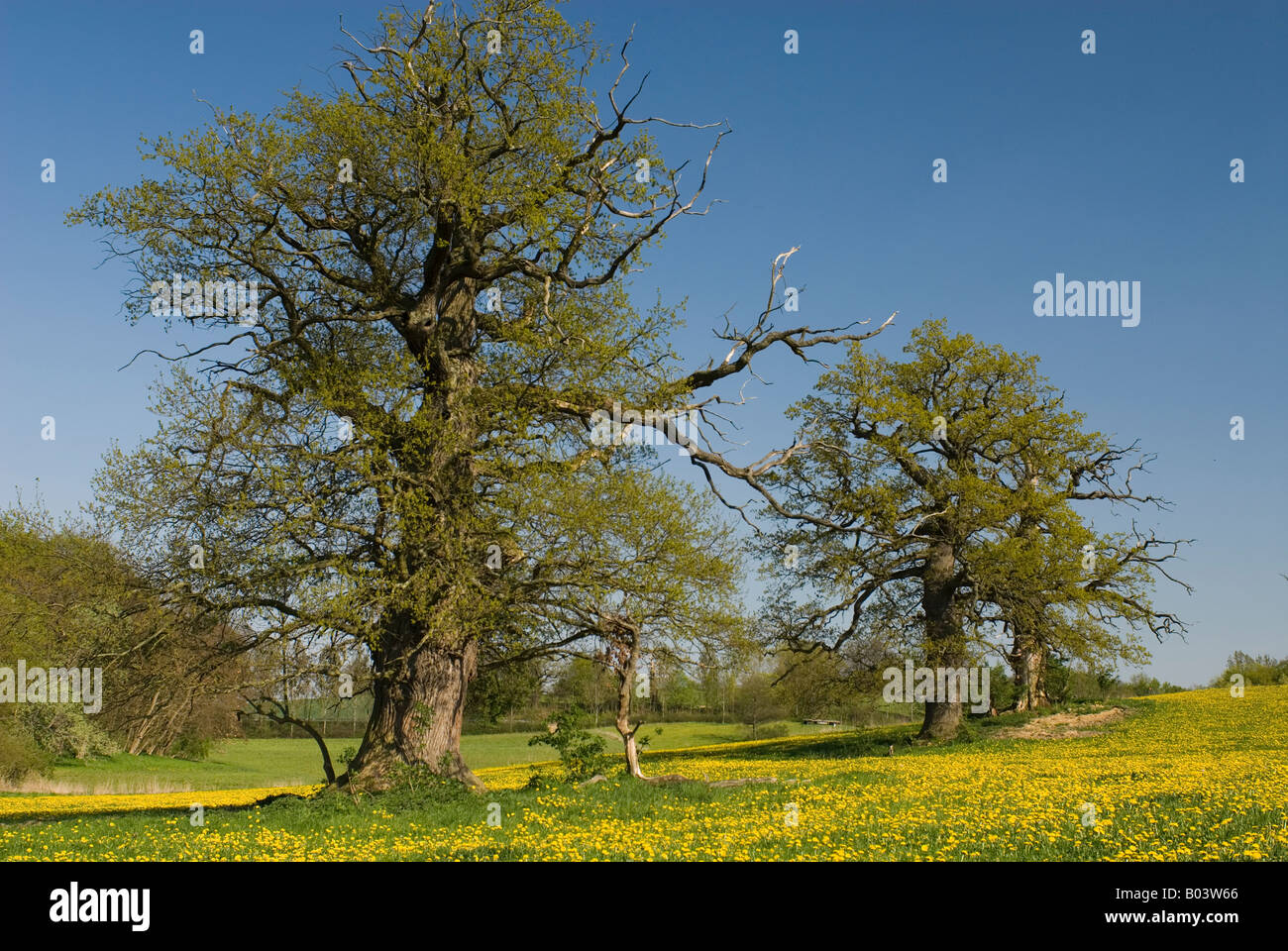 Oak Tree in western pomerania Germany Stock Photo - Alamy