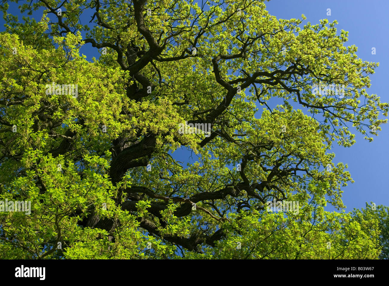 Oak Tree in western pomerania Germany Stock Photo - Alamy