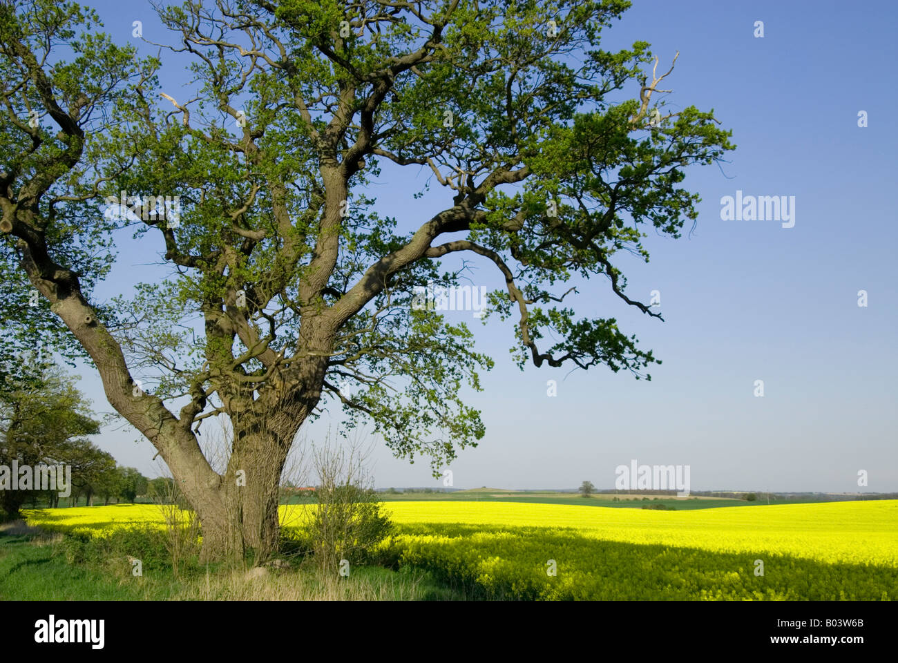 Oak Tree in western pomerania Germany Stock Photo - Alamy