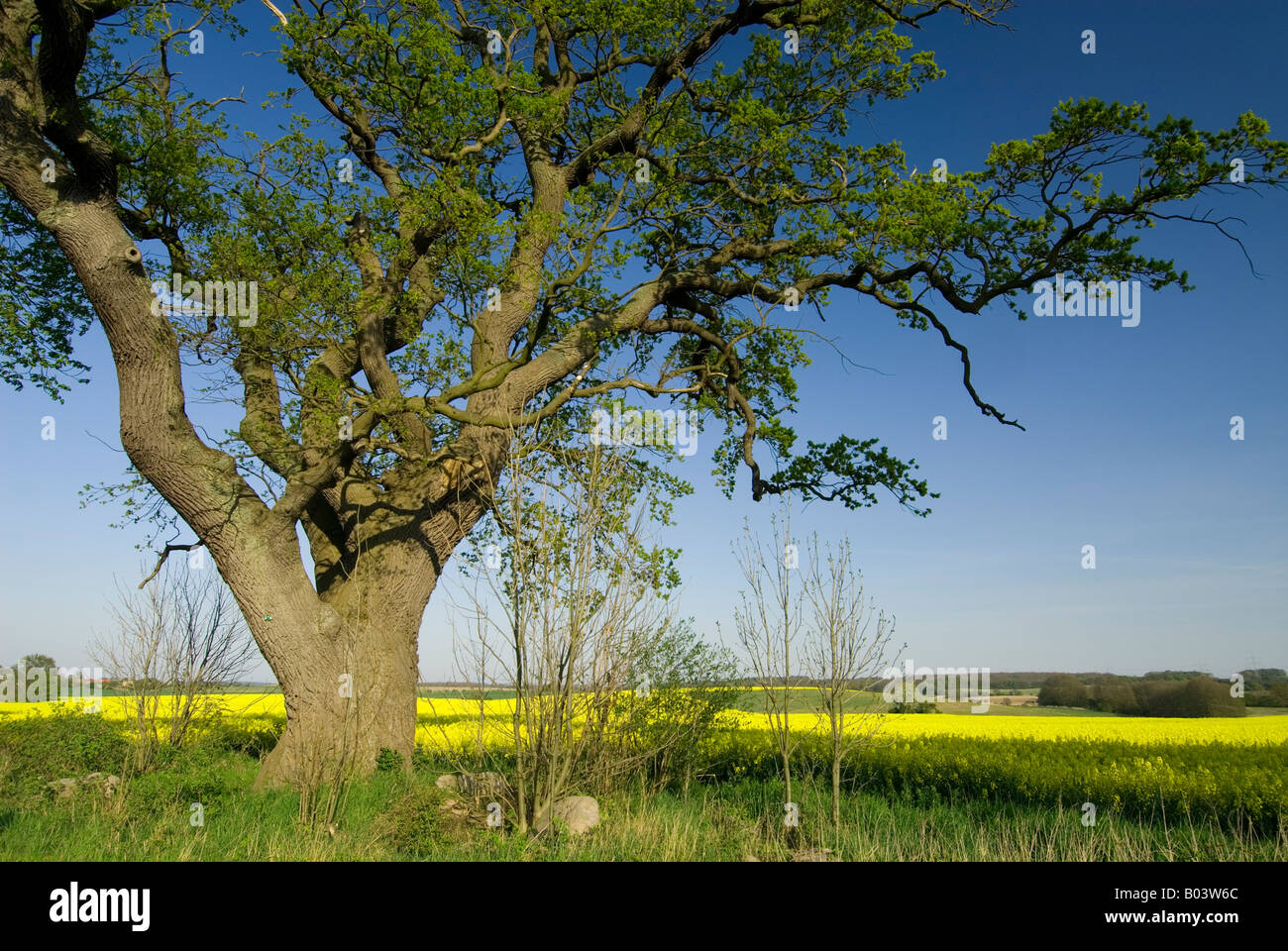 Oak Tree in western pomerania Germany Stock Photo - Alamy