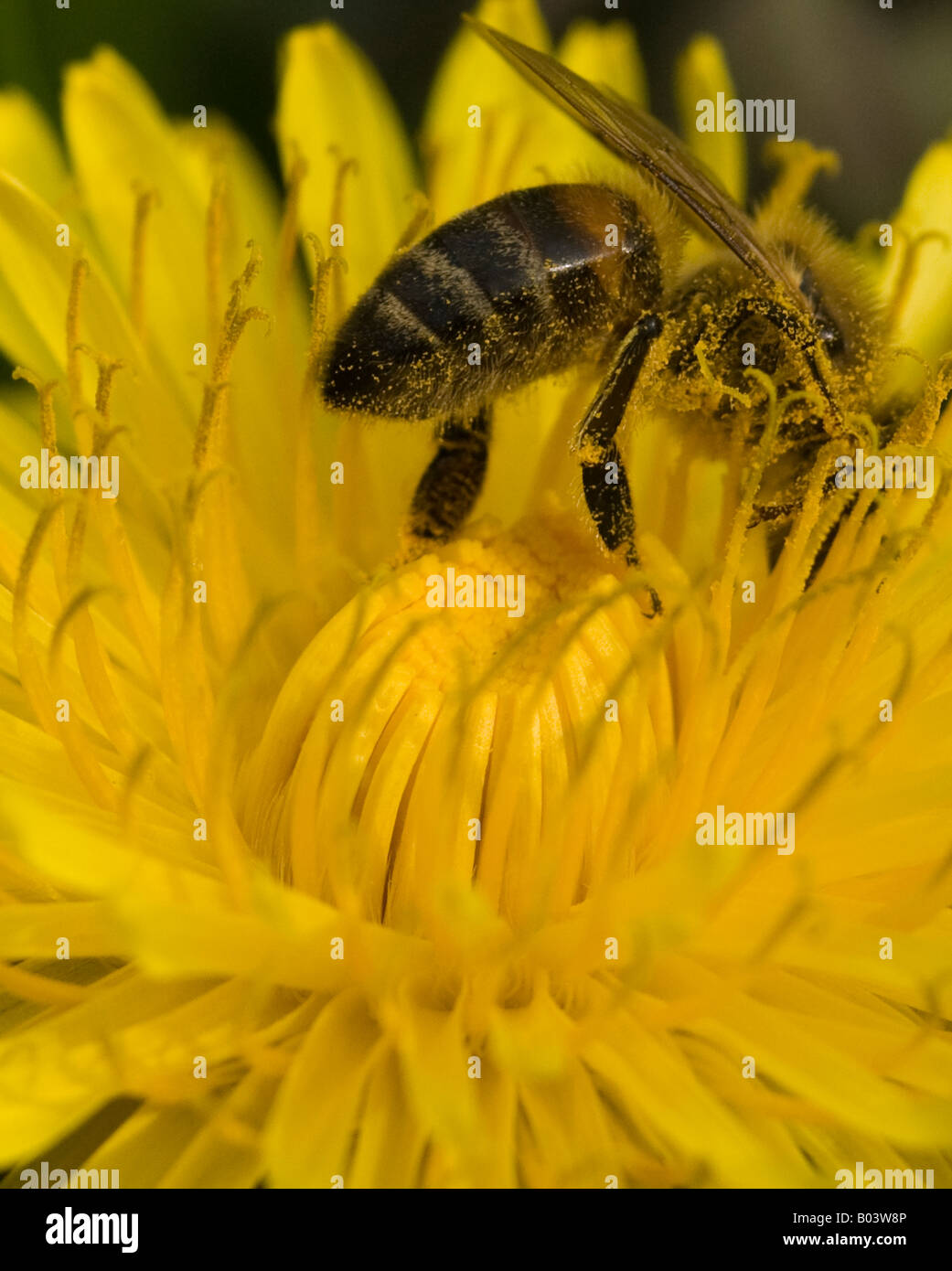 A bee feeding on a flower Stock Photo - Alamy