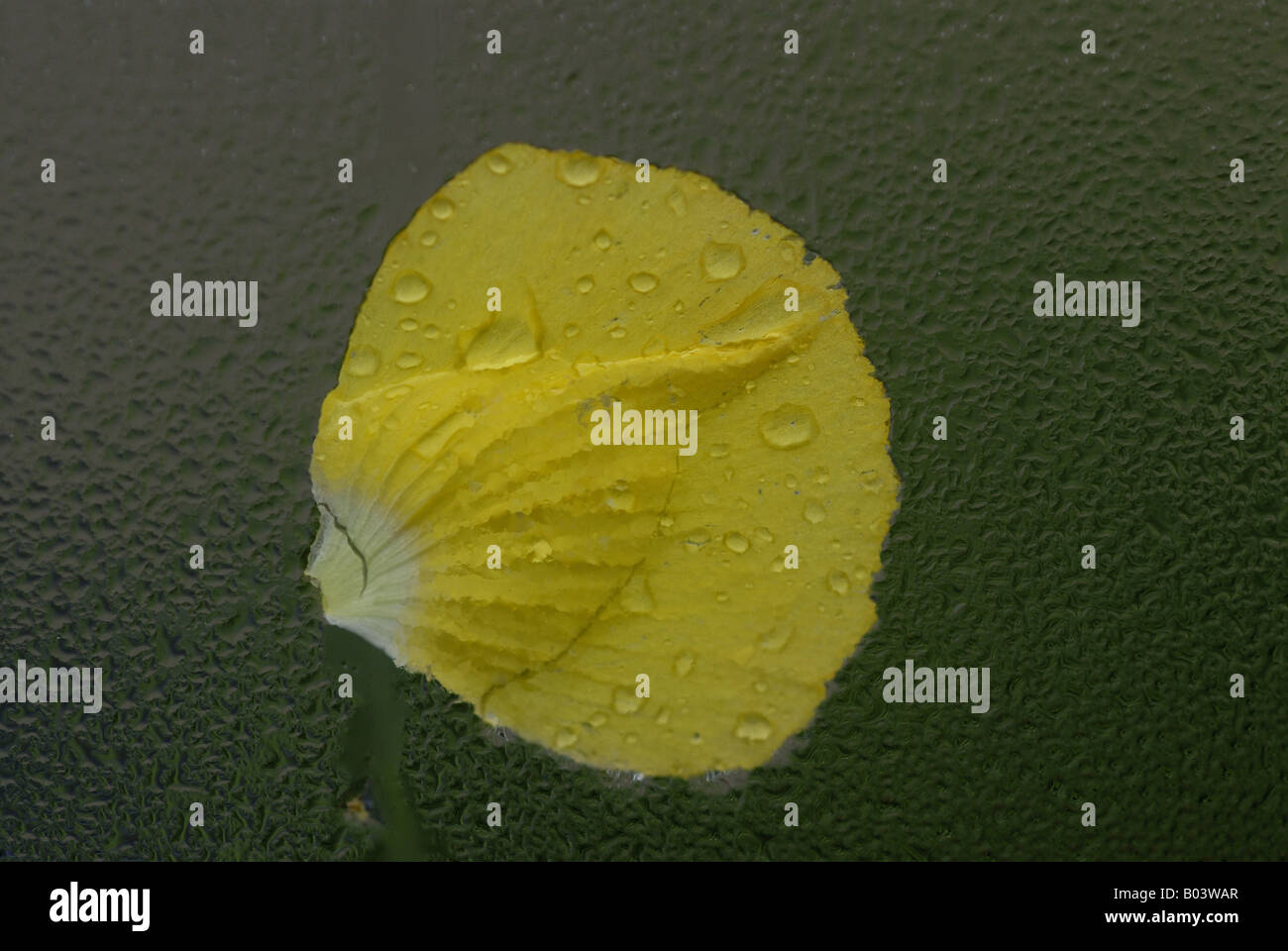 Poppy petal on glass window during rain shower Stock Photo - Alamy