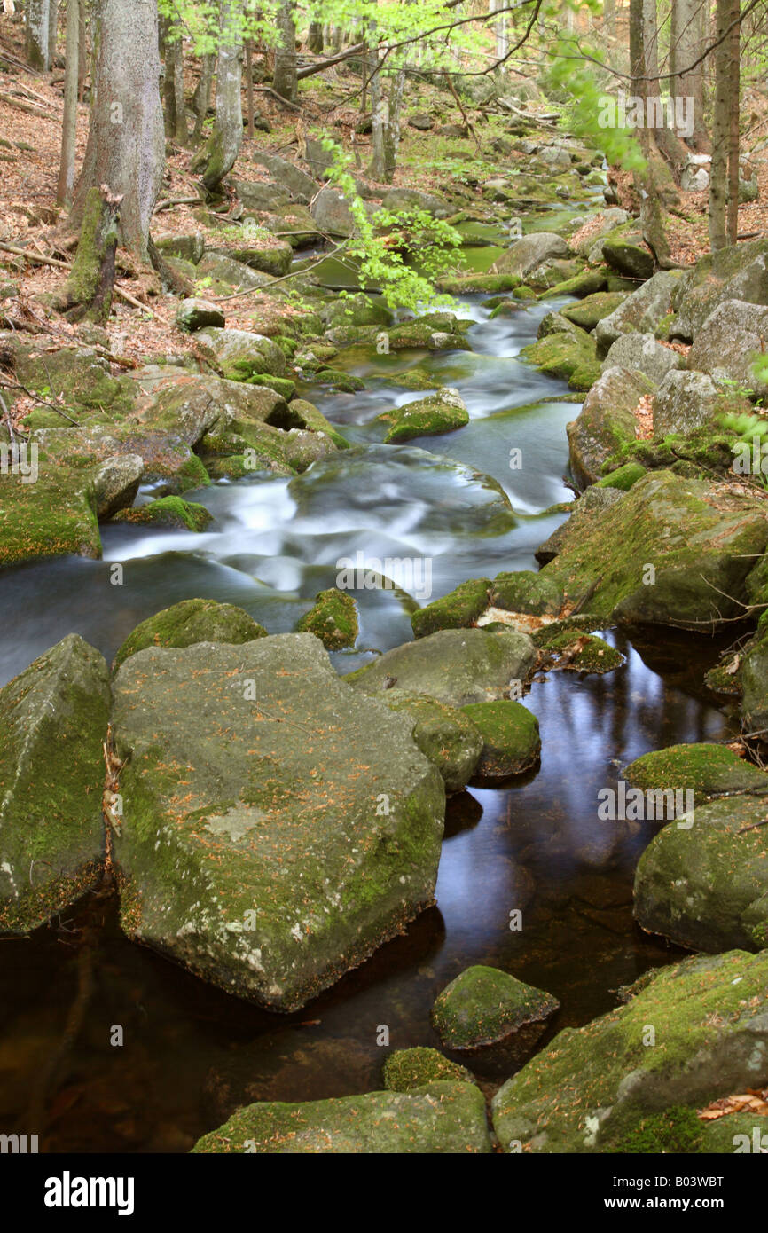 Kleine Ohe brook ditsch stream creek rivulet water lotic spring marsh ...