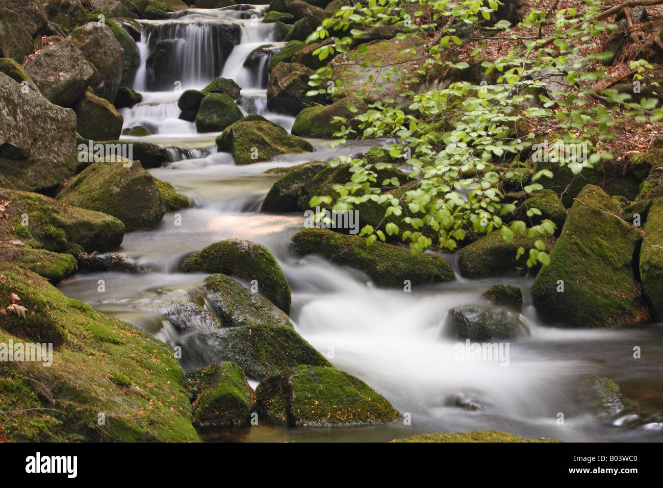 Kleine Ohe brook ditsch stream creek rivulet water lotic spring marsh ...