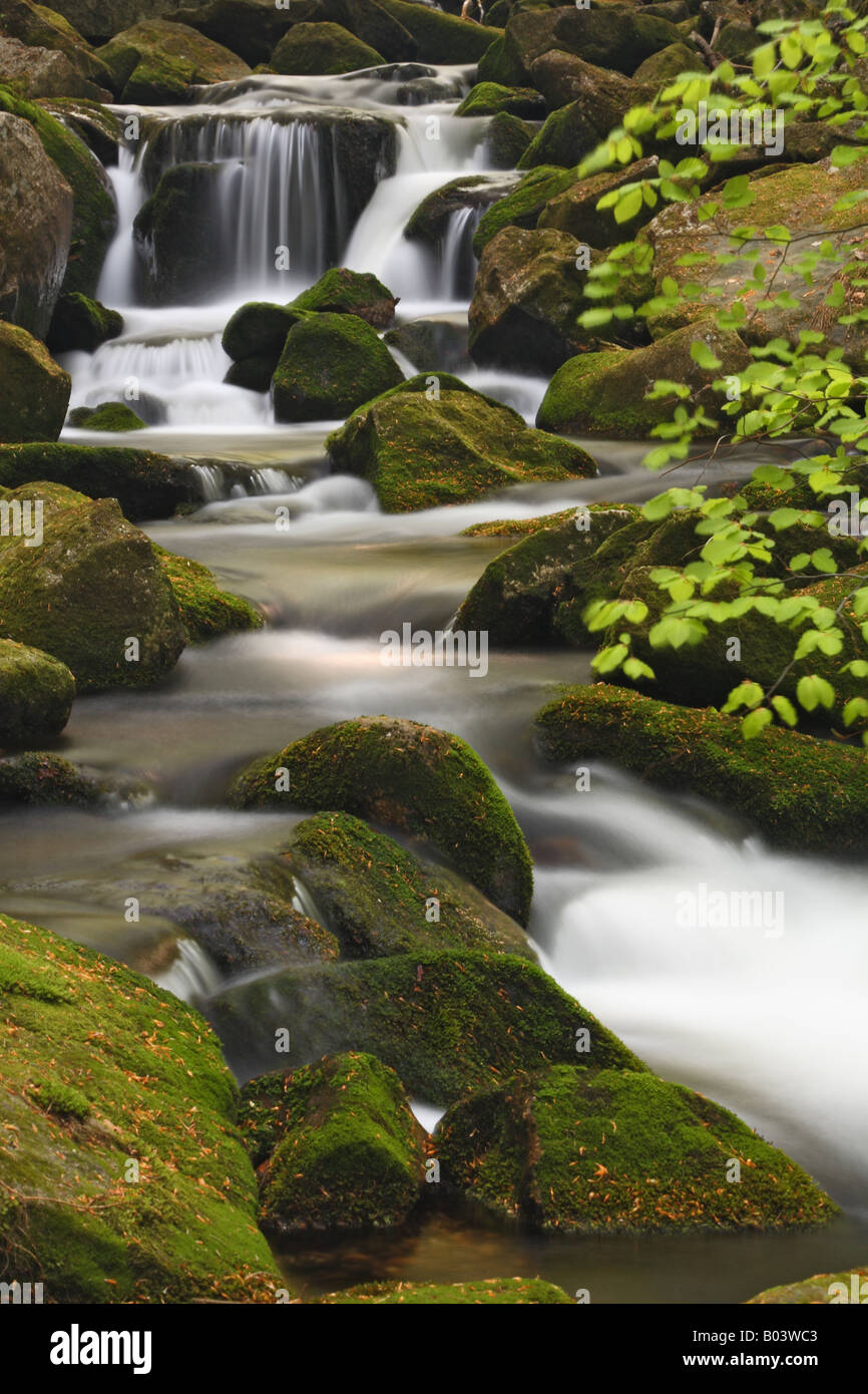 Kleine Ohe brook ditsch stream creek rivulet water lotic spring marsh ...