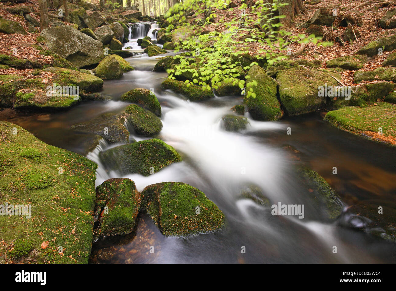 Kleine Ohe brook ditsch stream creek rivulet water lotic spring marsh ...