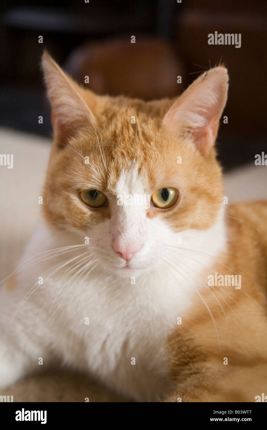 Ginger White Cat High Resolution Stock Photography and Images - Alamy