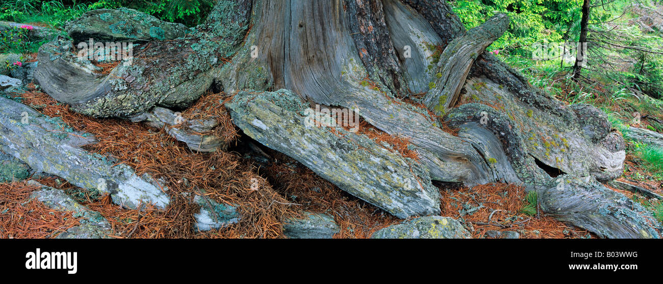 zirbe pinus cembran swiss pine nockerberge kaernten carinthia ...