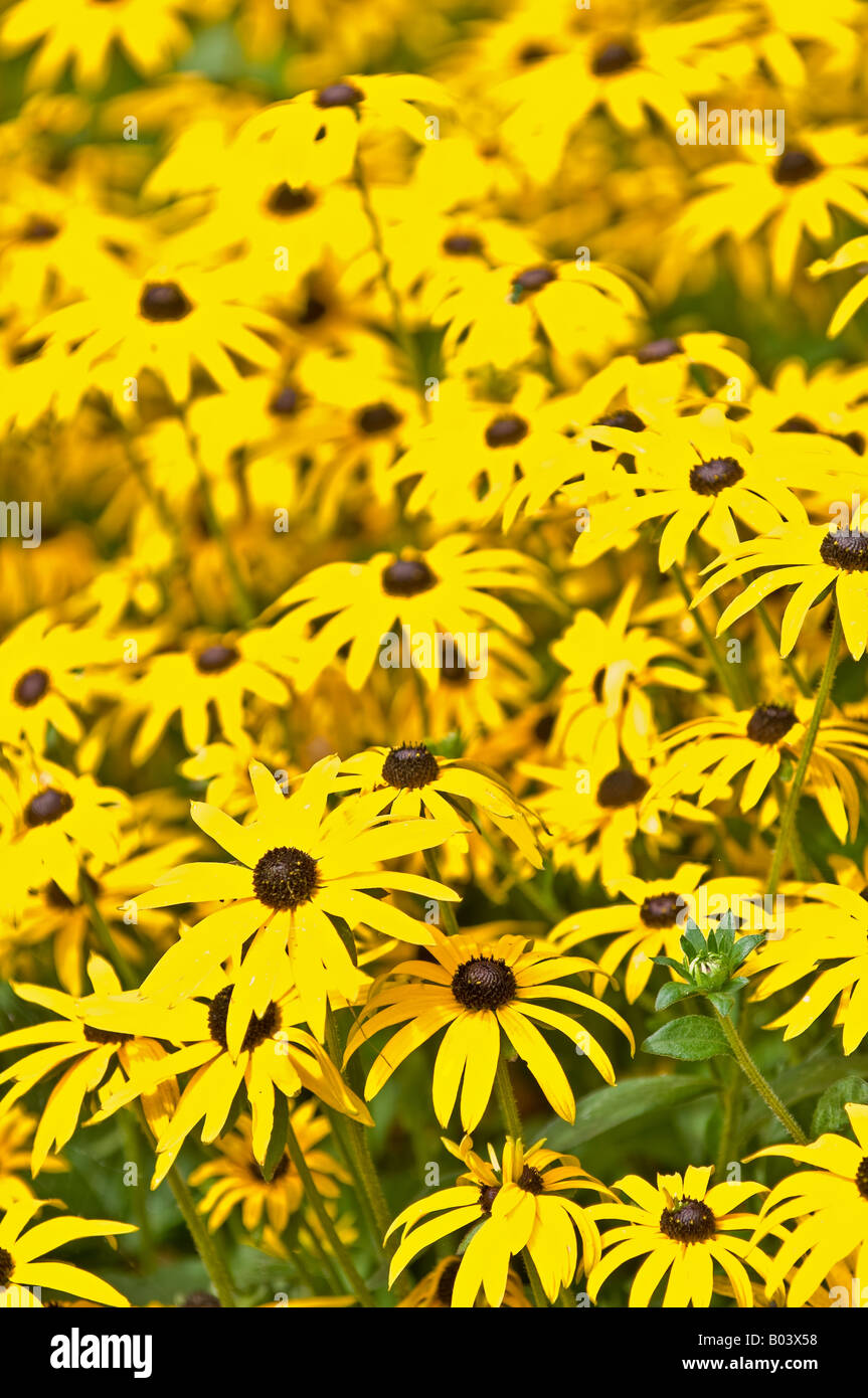 yellow rudbeckia flowers close up detail of petals out of focus ...