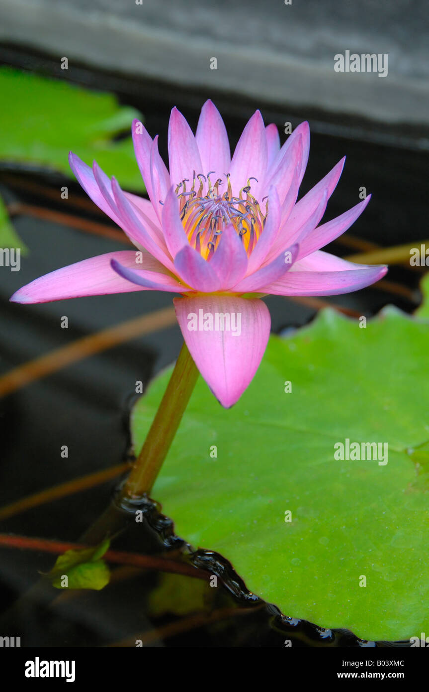 water lilly in pond Stock Photo - Alamy