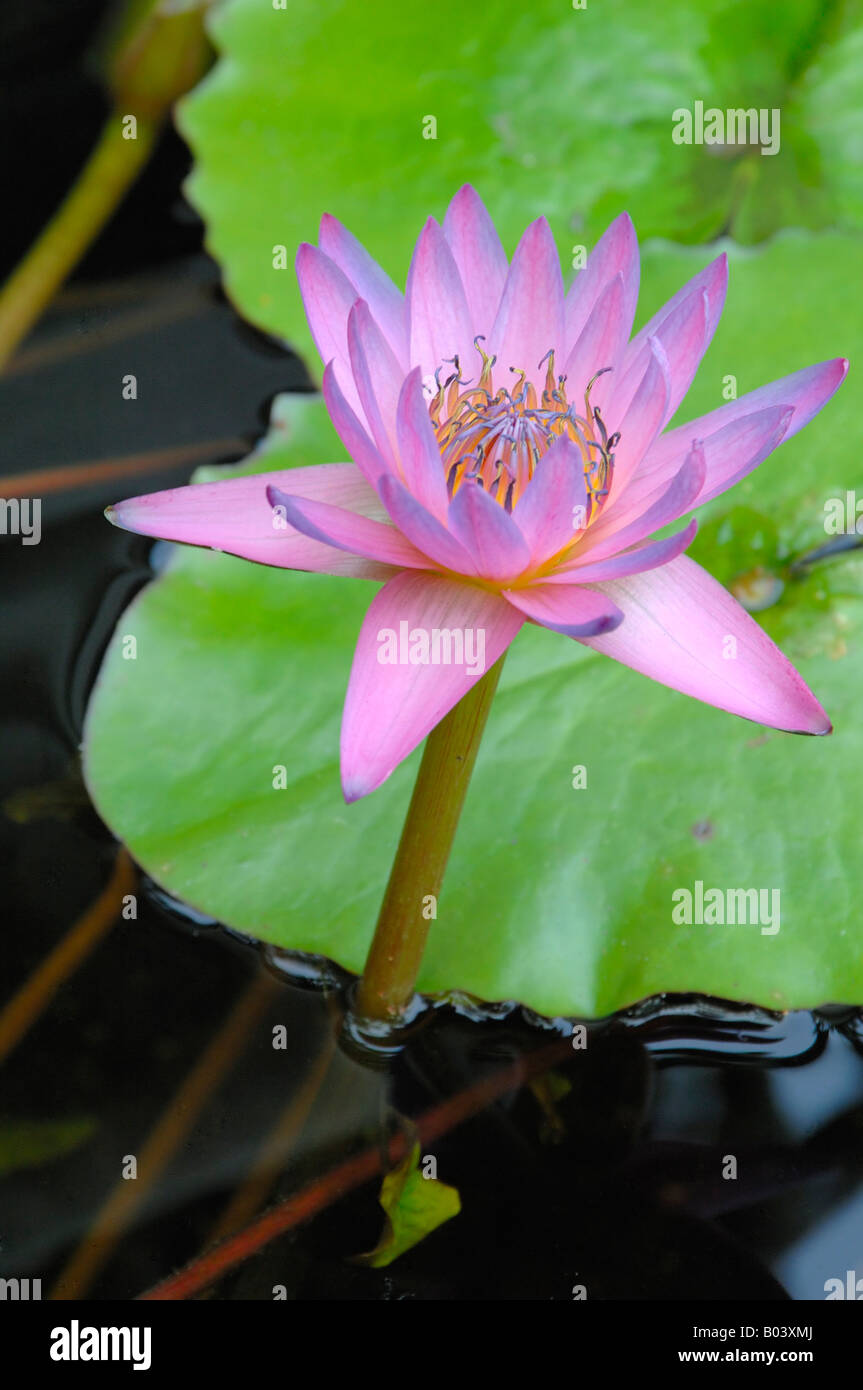 water lilly in pond Stock Photo - Alamy