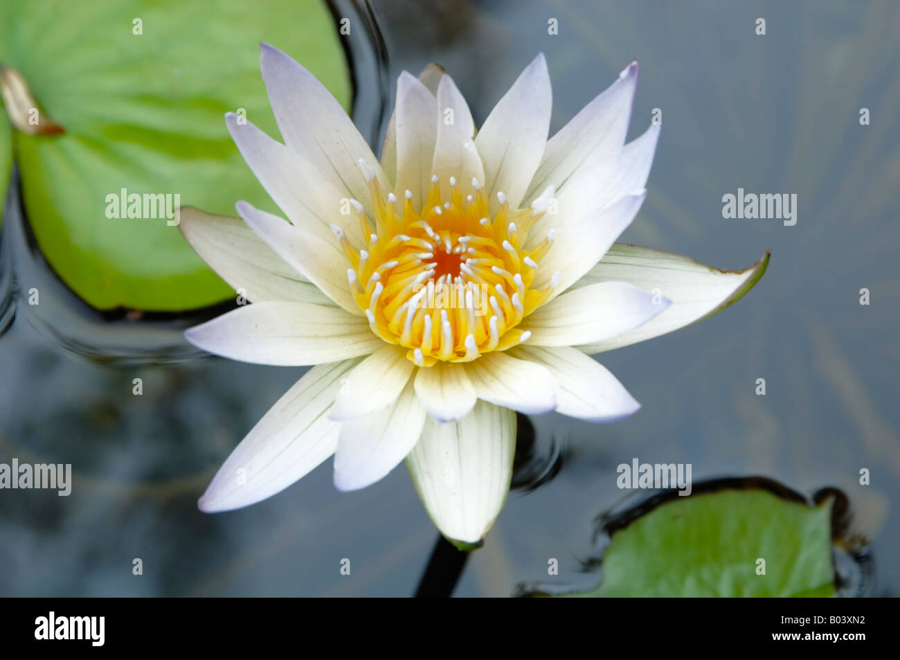 water lilly in pond Stock Photo - Alamy