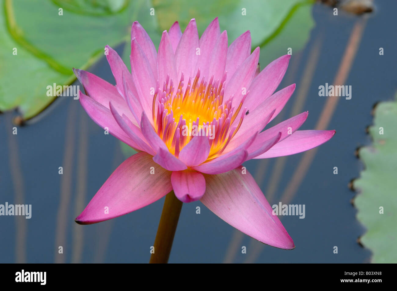 water lilly in pond Stock Photo - Alamy