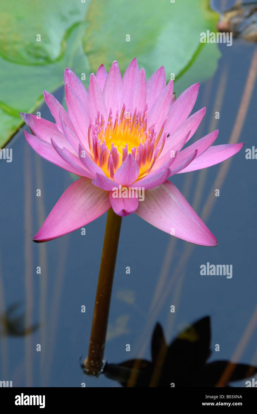 water lilly in pond Stock Photo - Alamy