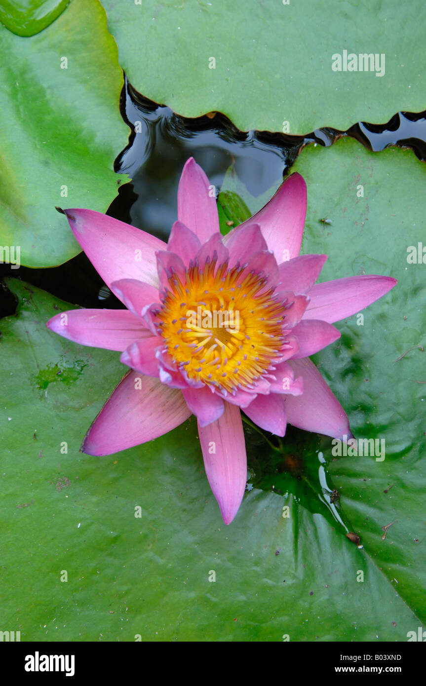 water lilly in pond Stock Photo - Alamy