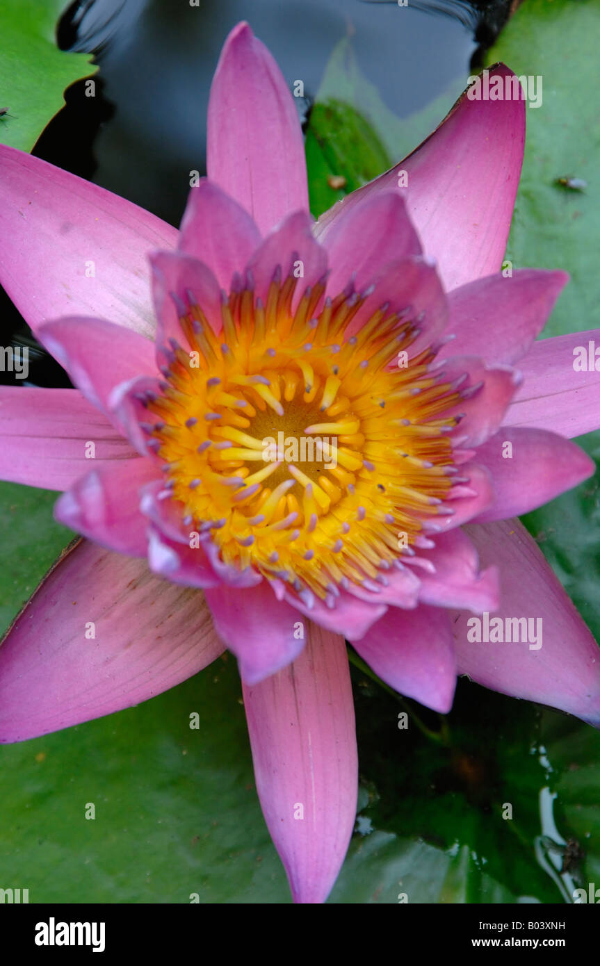 water lilly in pond Stock Photo - Alamy