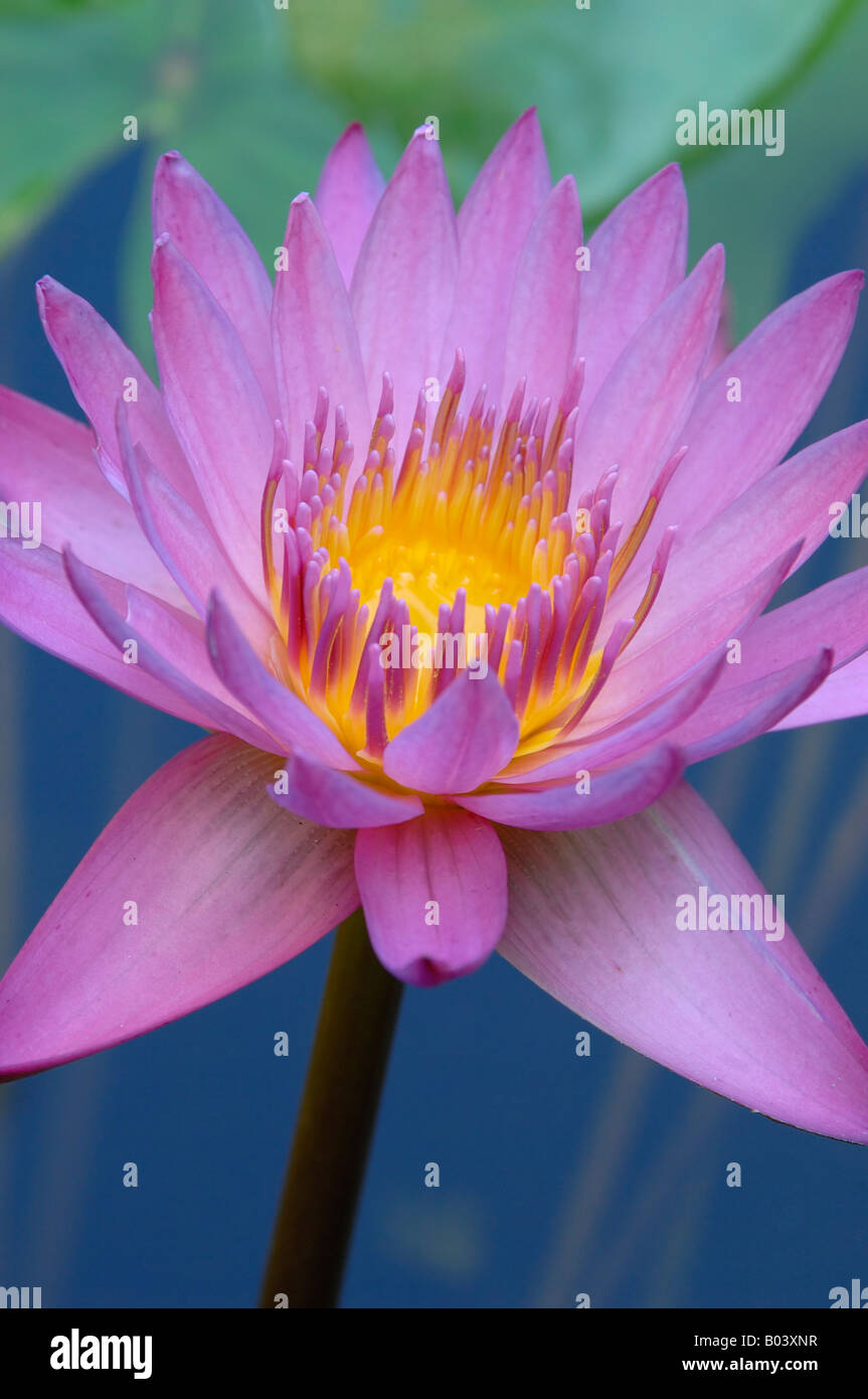 water lilly in pond Stock Photo - Alamy