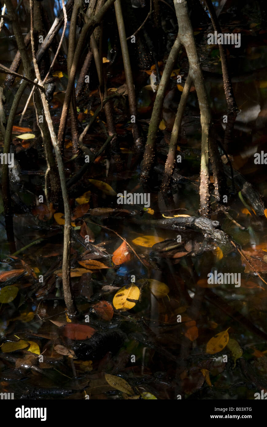 Floating forest hi-res stock photography and images - Alamy