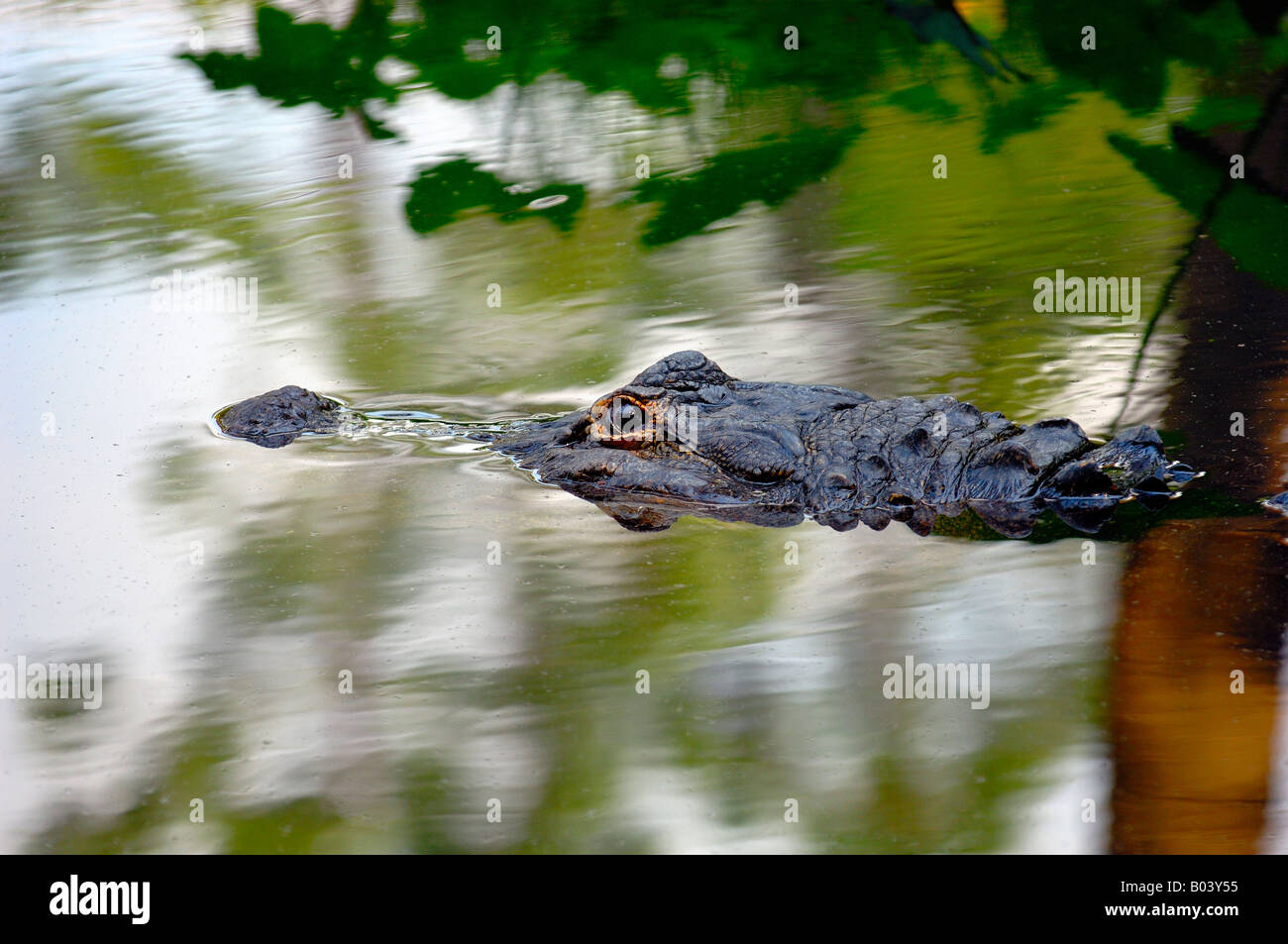 Alligator stalking hi-res stock photography and images - Alamy