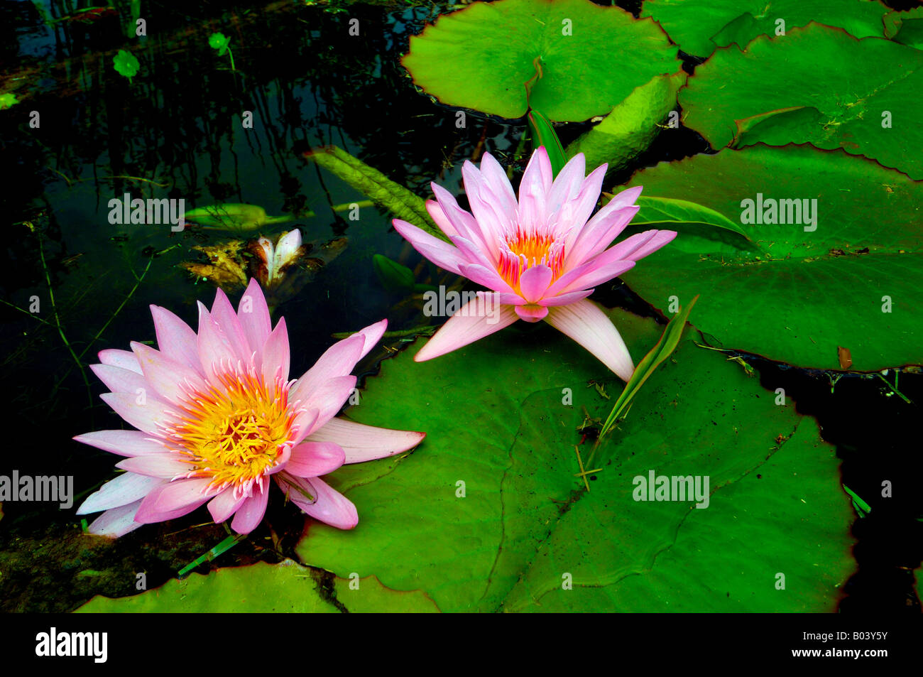 two water lillies in pond Stock Photo - Alamy