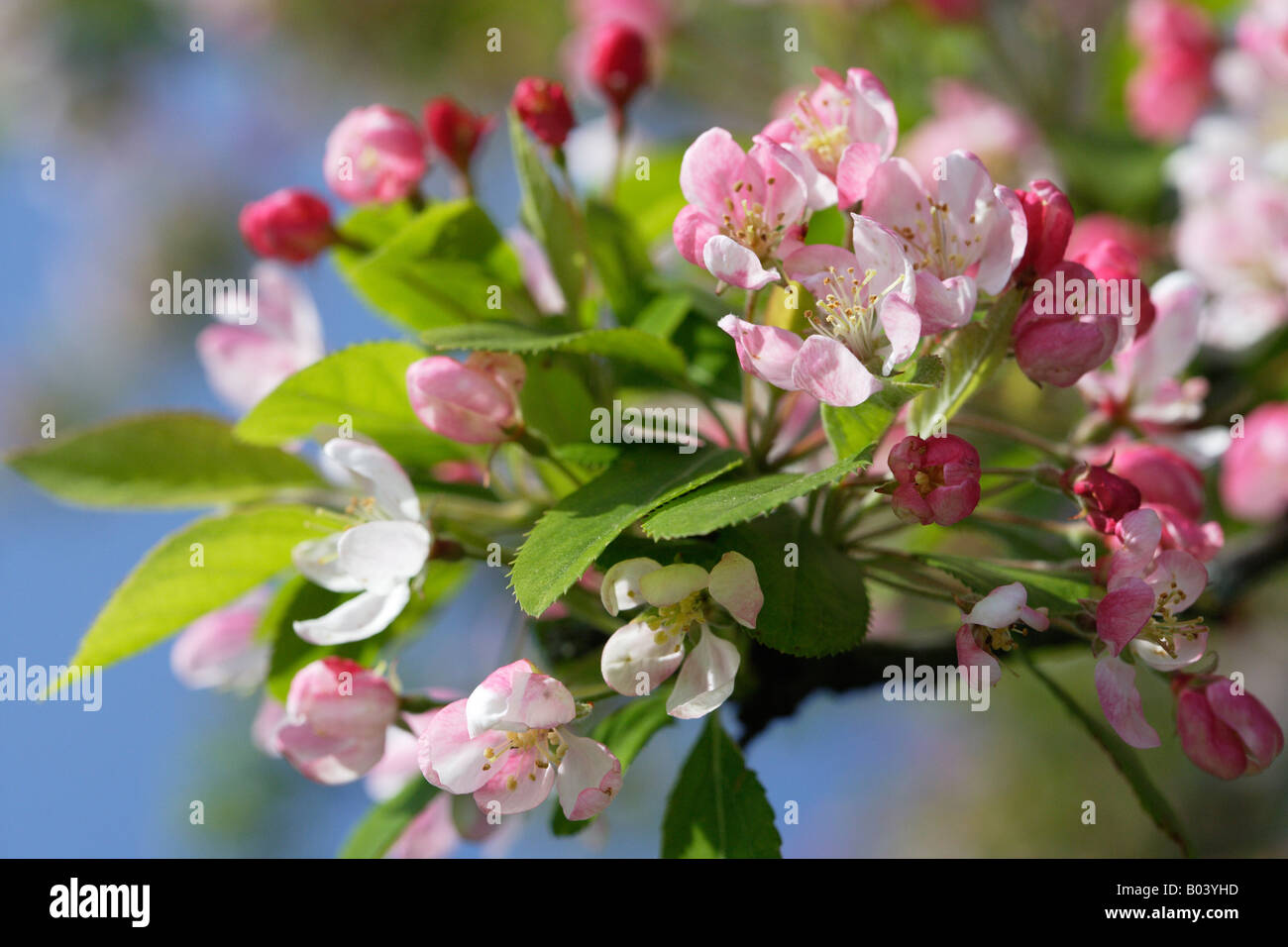 blossom in Spring Stock Photo - Alamy