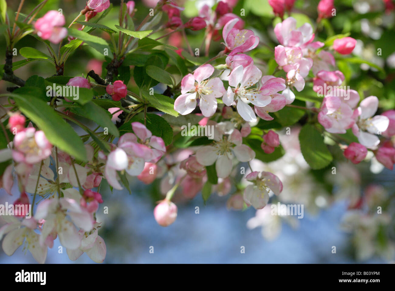 English blossom in spring Stock Photo - Alamy