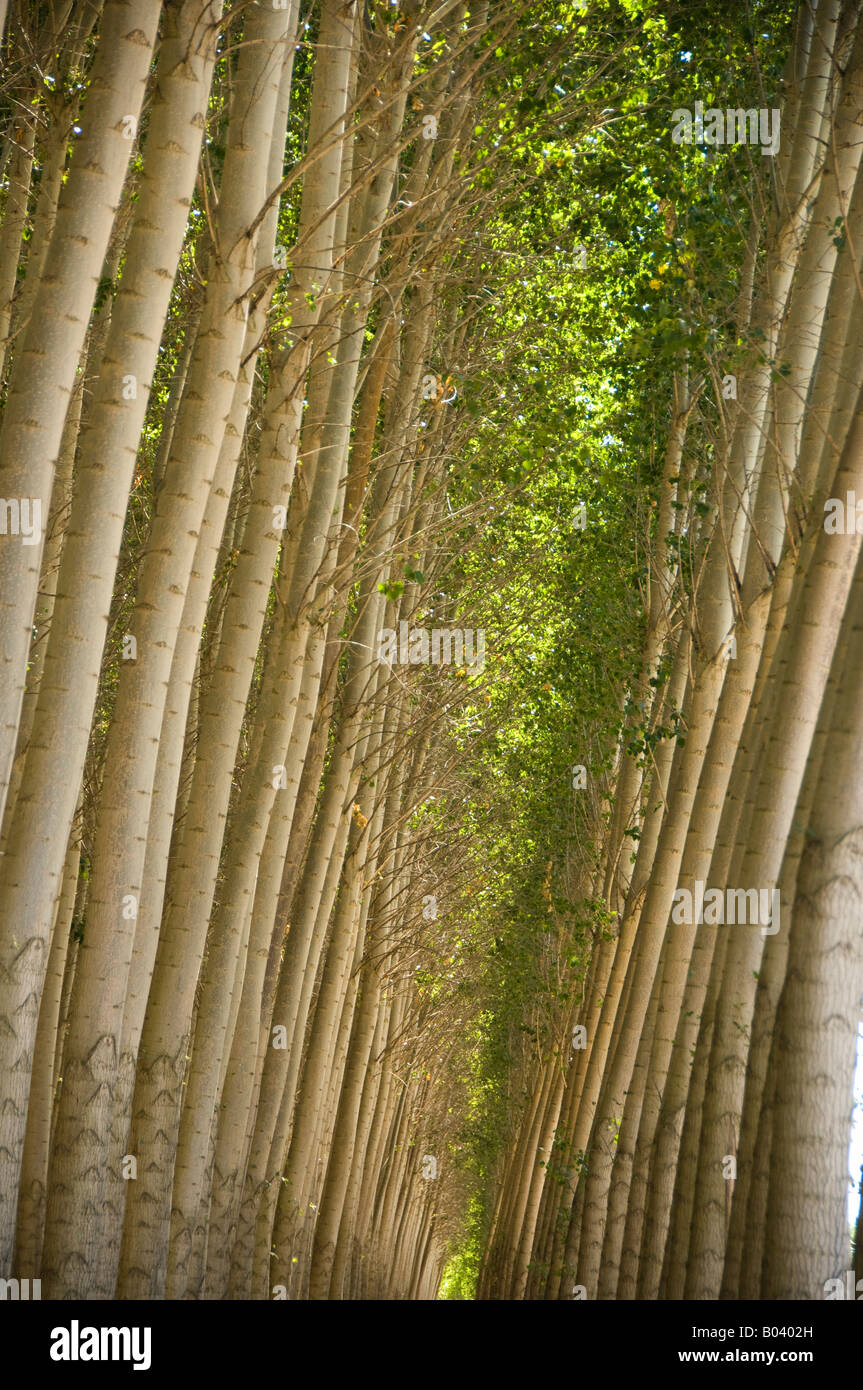 Pulp wood hi-res stock photography and images - Alamy