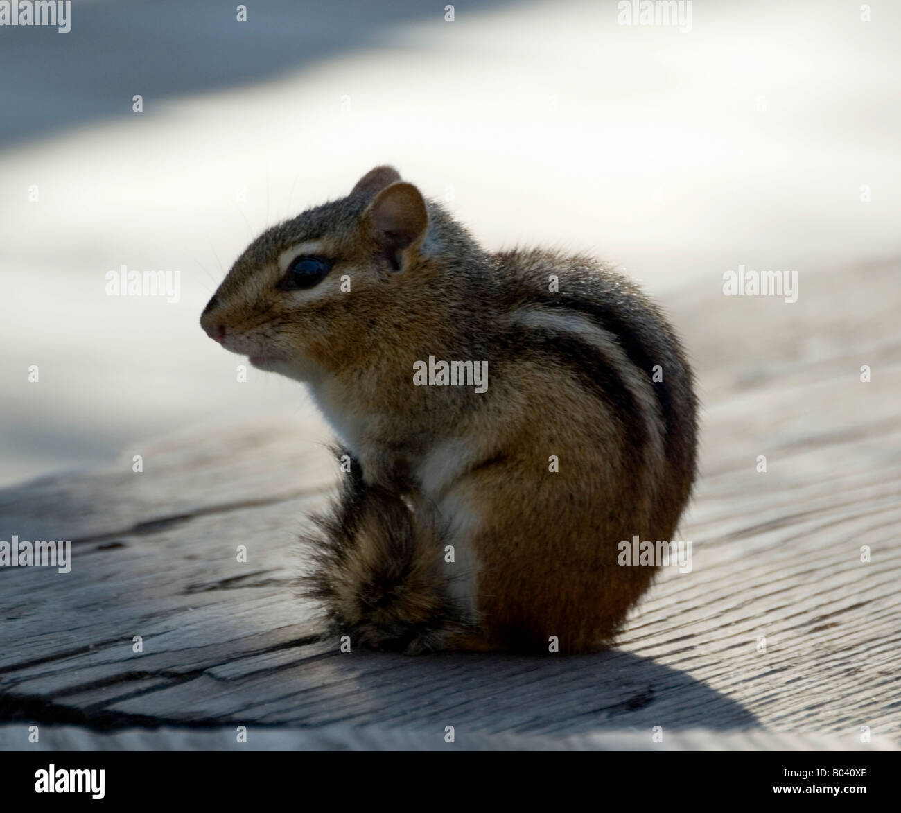 Eastern Chipmunk Tamias striatus Stock Photo - Alamy
