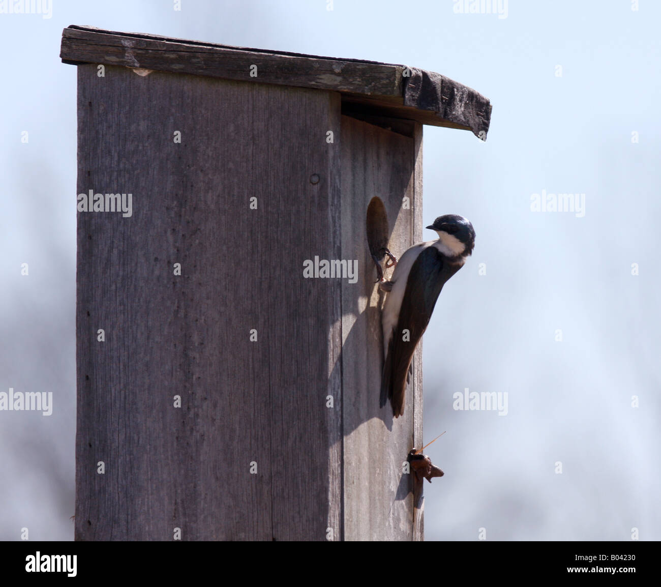 A tree swallow building a nest in a birdhouse Stock Photo - Alamy