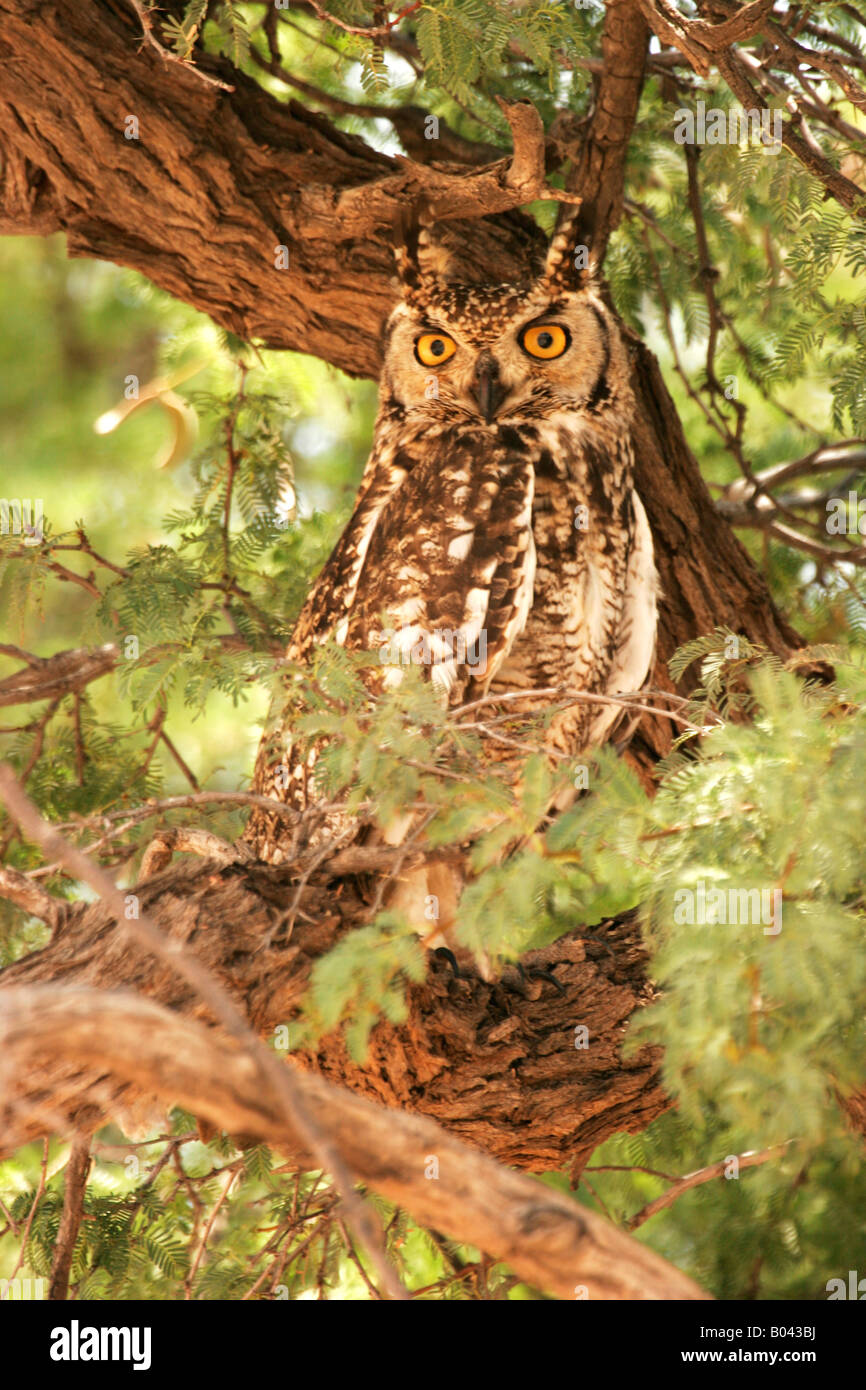 fleckenuhu bubo africanus spotted eagle owl Stock Photo - Alamy
