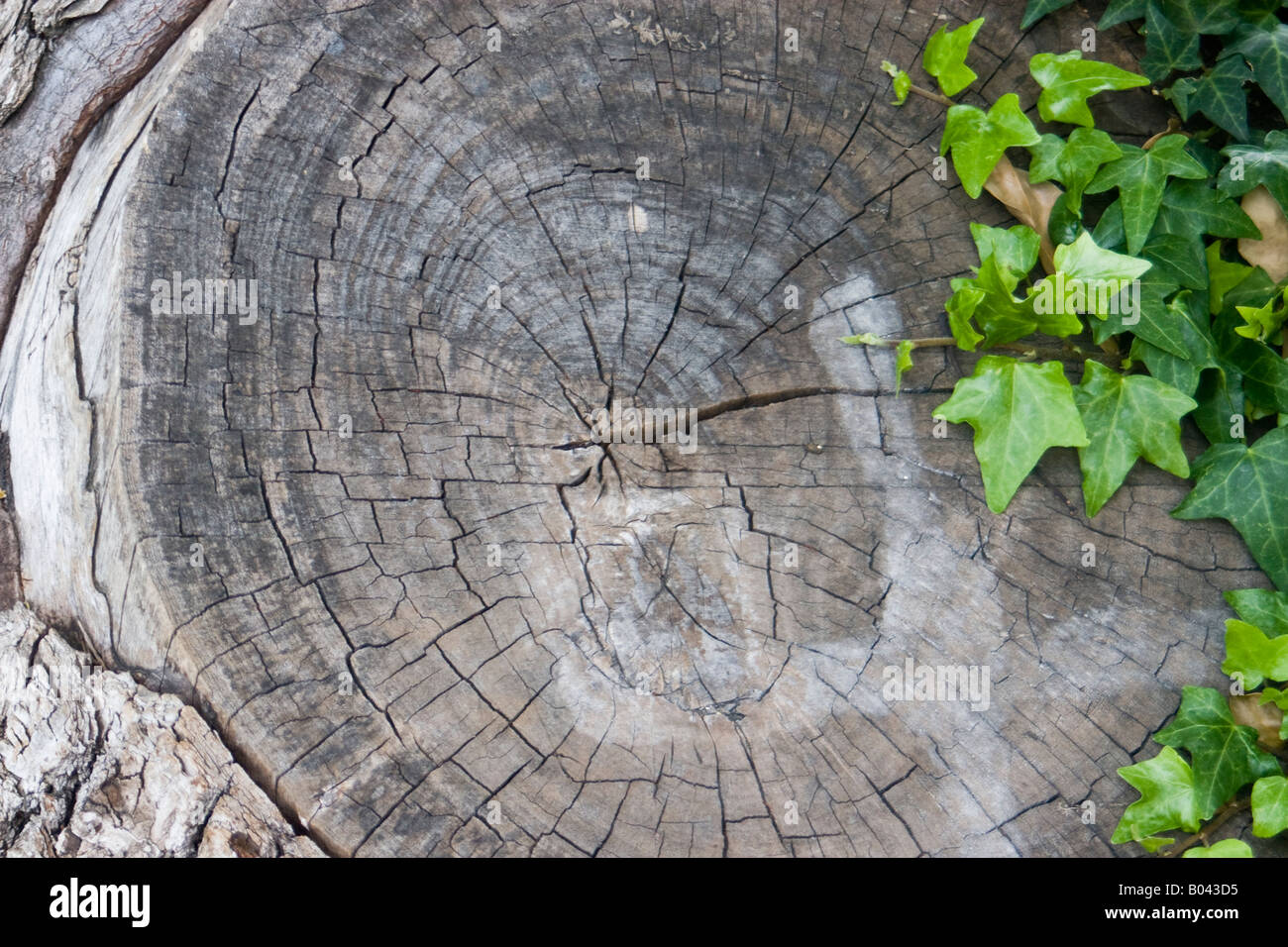 Tree trunk showing hi-res stock photography and images - Alamy