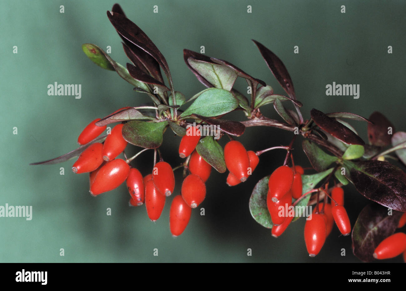 european barberry berberitze berberis vulgaris Stock Photo - Alamy