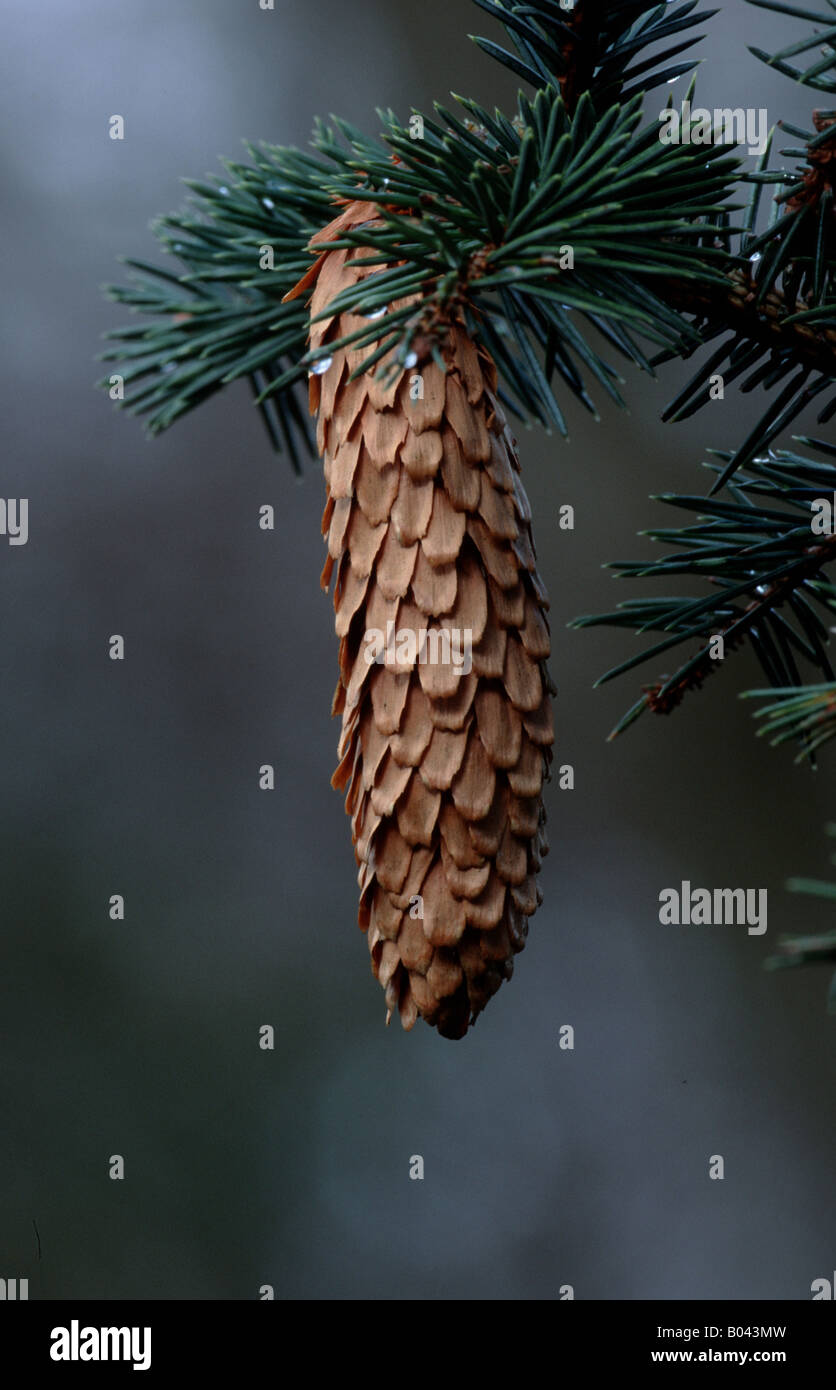 fichten picea gemeine fichten spruce spruces epicea epinettes prusses ...