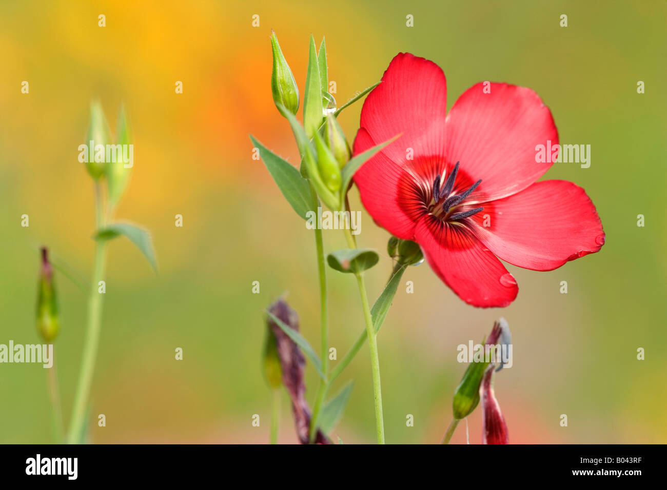 Scarlet Flax Red Flax Linum grandiflorum blossom of Scarlet Flax ...