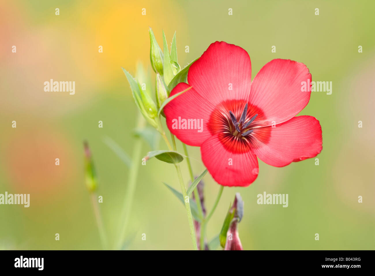 Scarlet Flax Red Flax Linum grandiflorum blossom of Scarlet Flax ...