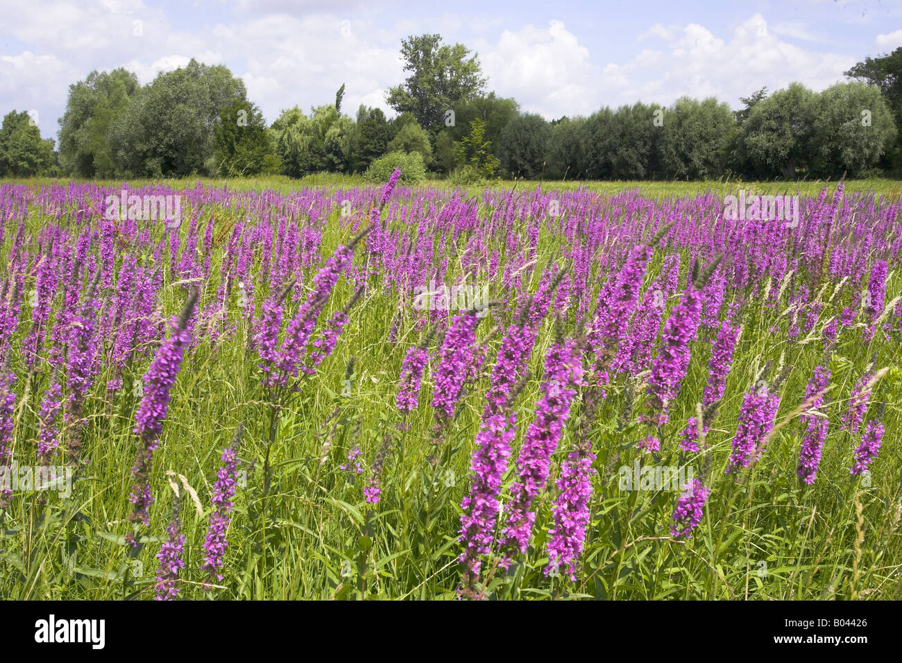 Blutweiderich Lythrum salicaria purple loosestrife purple lythrum ...