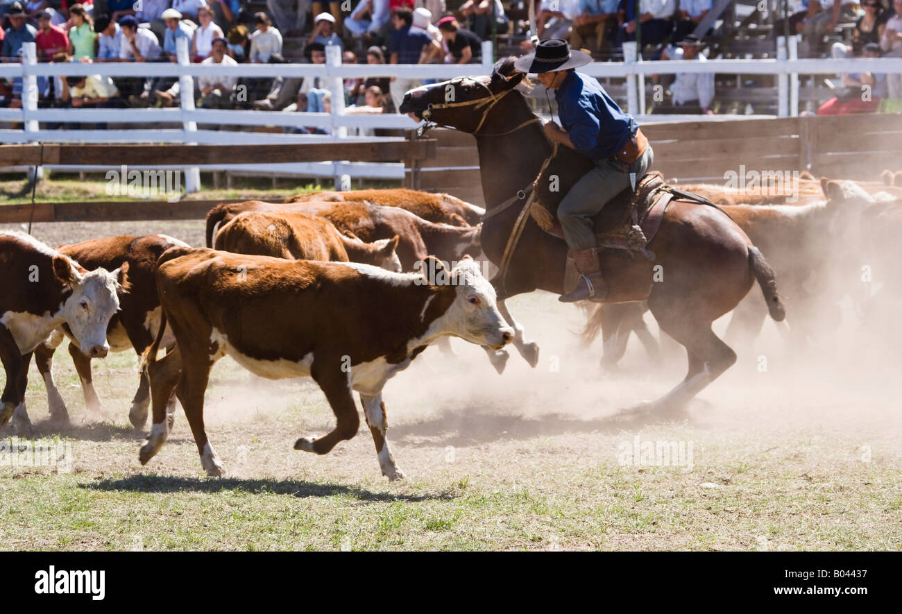 cow-boy rodeo cowboy herd herding cow husbandry Stock Photo - Alamy