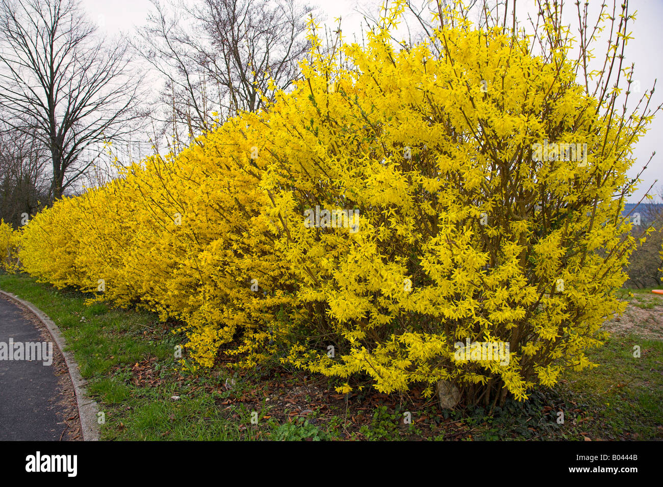Forsythie forsythia intermedia forsythia forsythia de paris april Stock ...