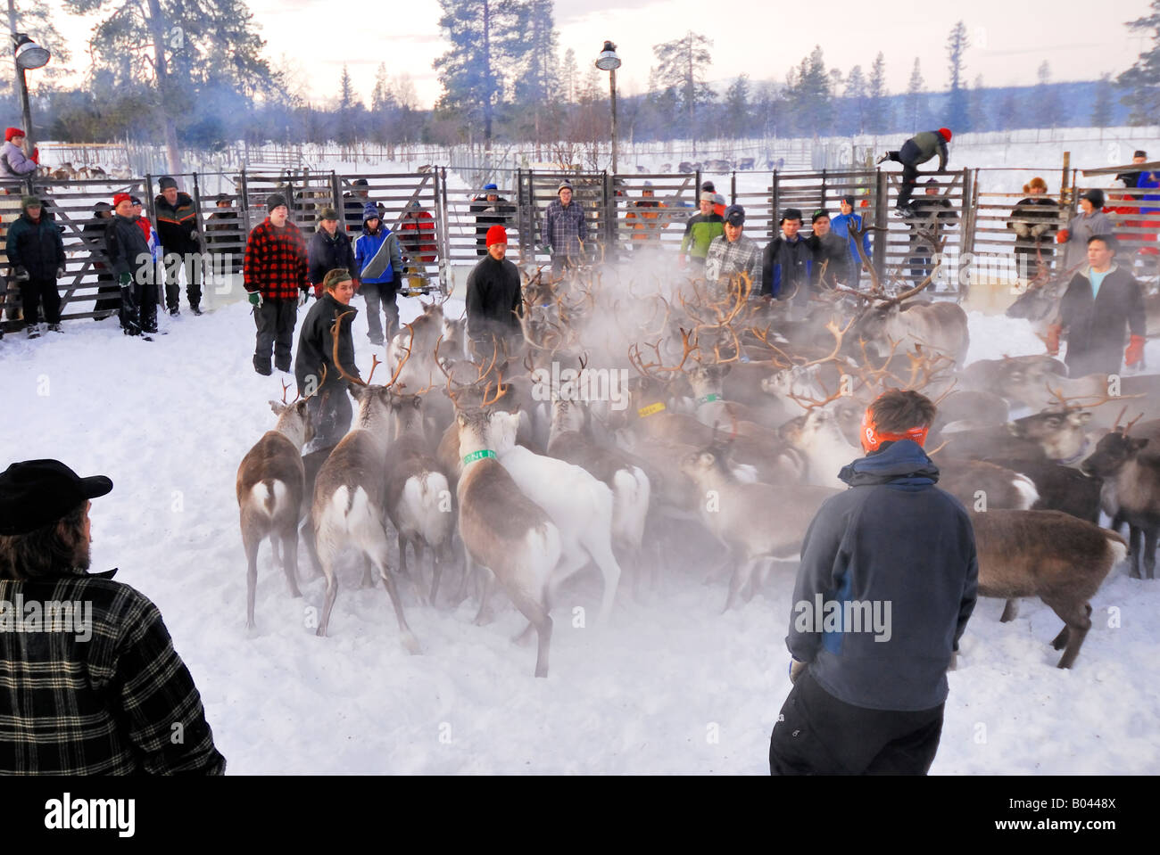 Rangifer tarandus Reindeer Breed culture lapland Stock Photo - Alamy