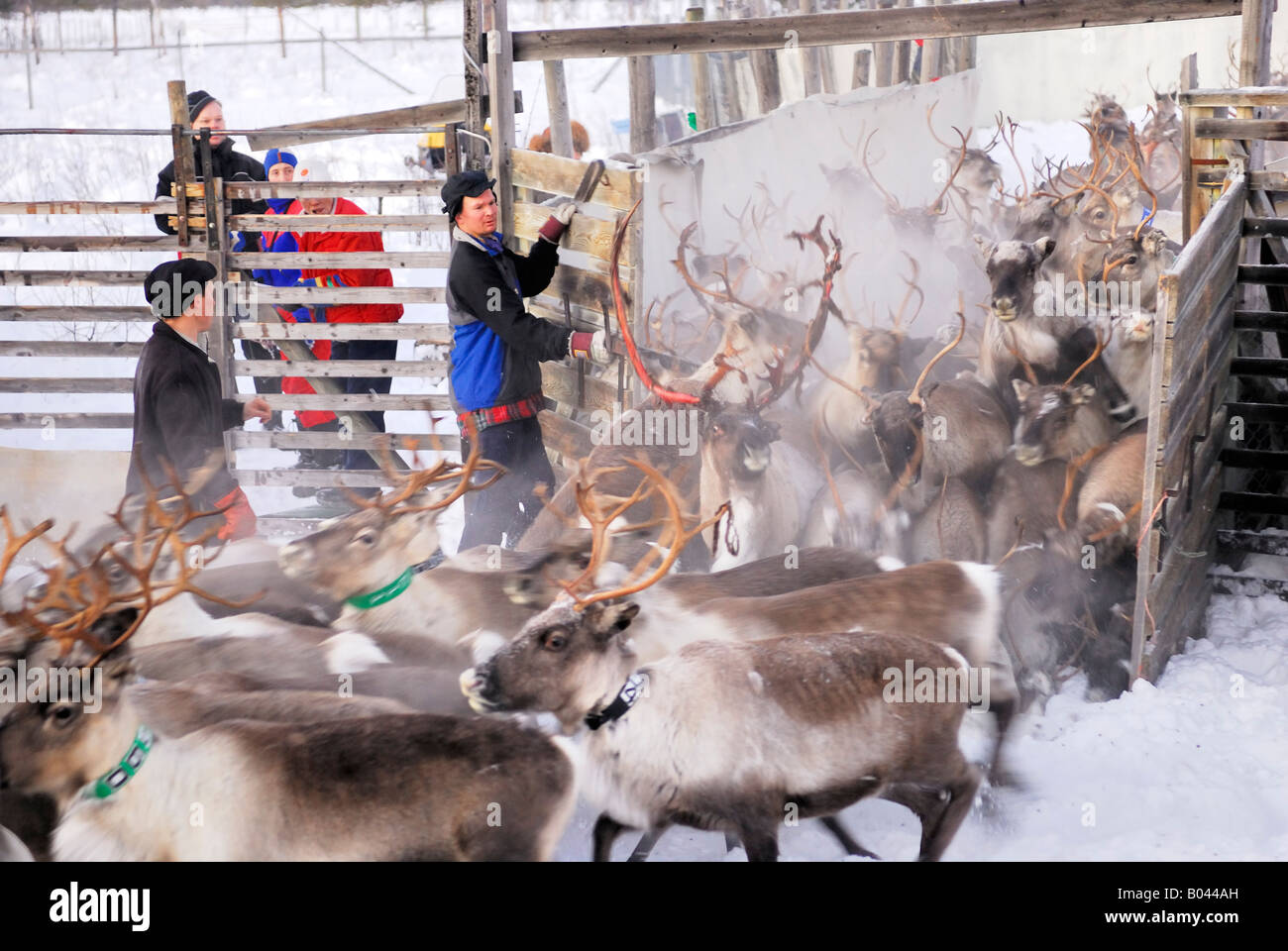 Rangifer tarandus Reindeer Breed culture lapland Stock Photo - Alamy