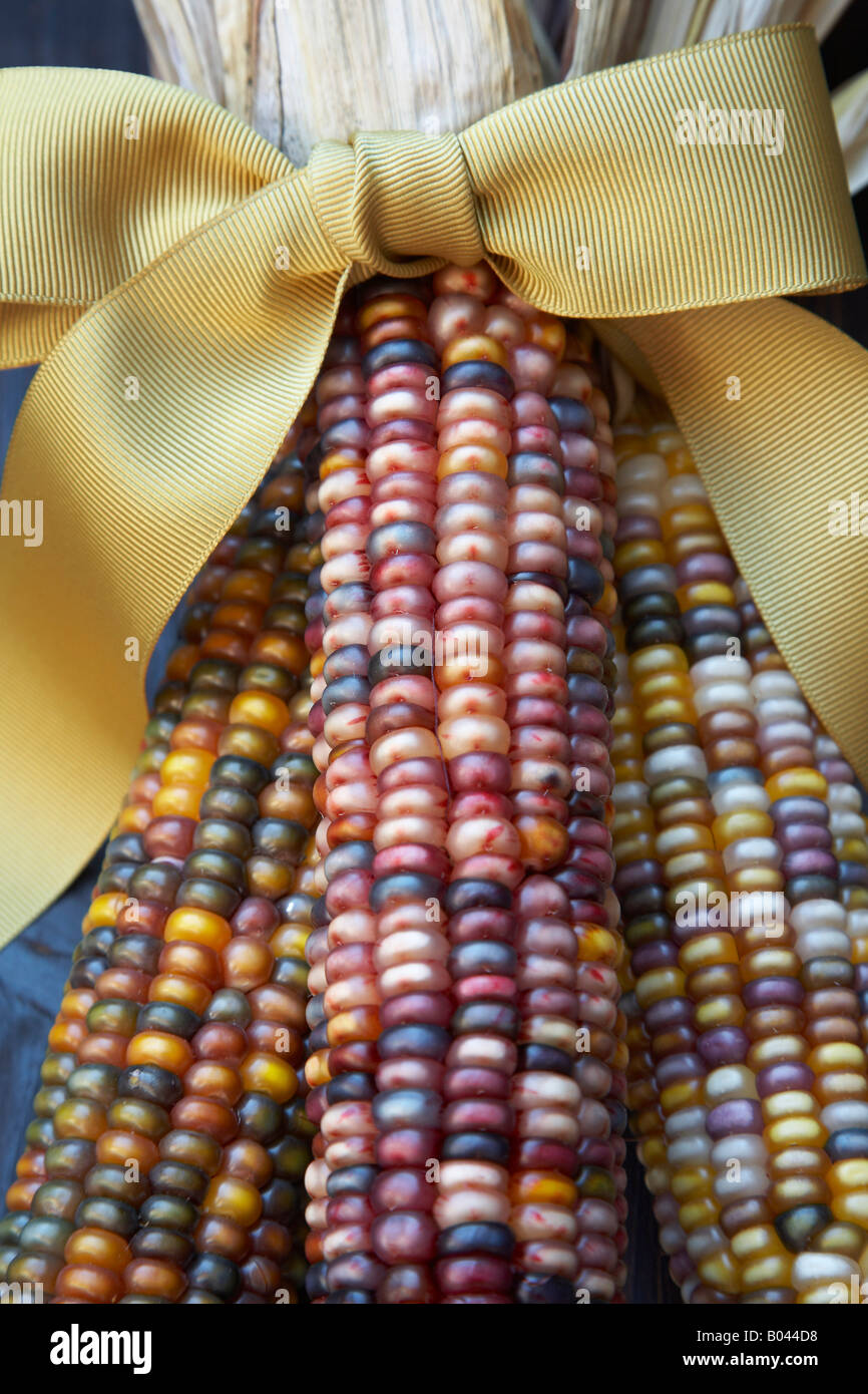 Dried Corn Tied with Bow Stock Photo - Alamy